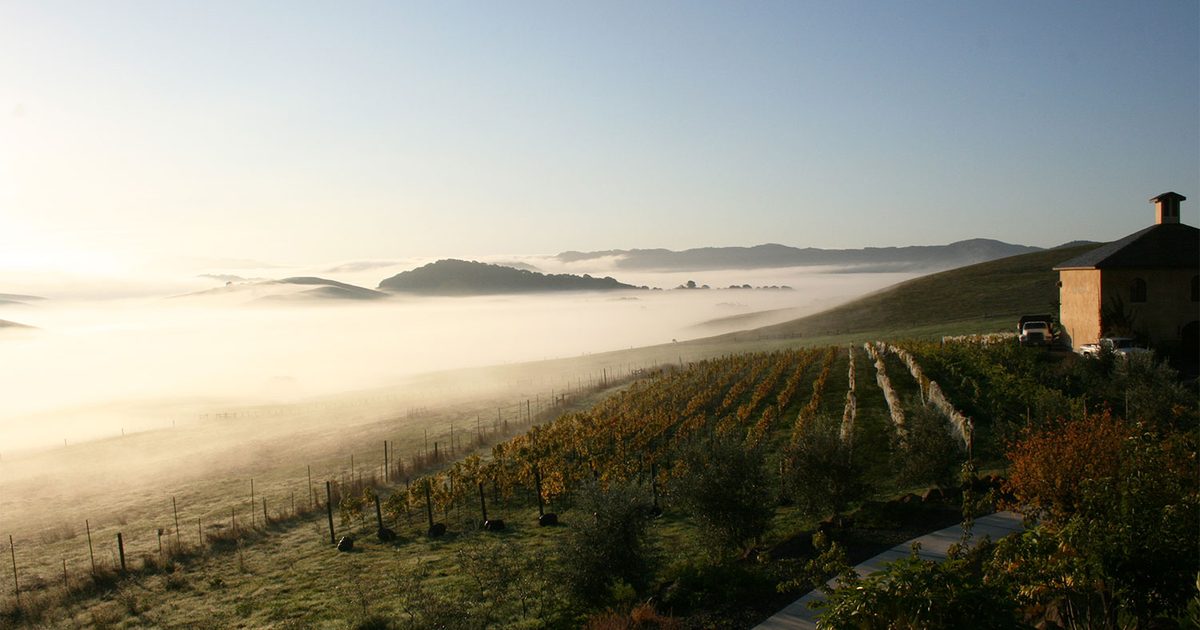 A Quick Guide to Iranian Wine (and What You Can Get in the US) - The Manual