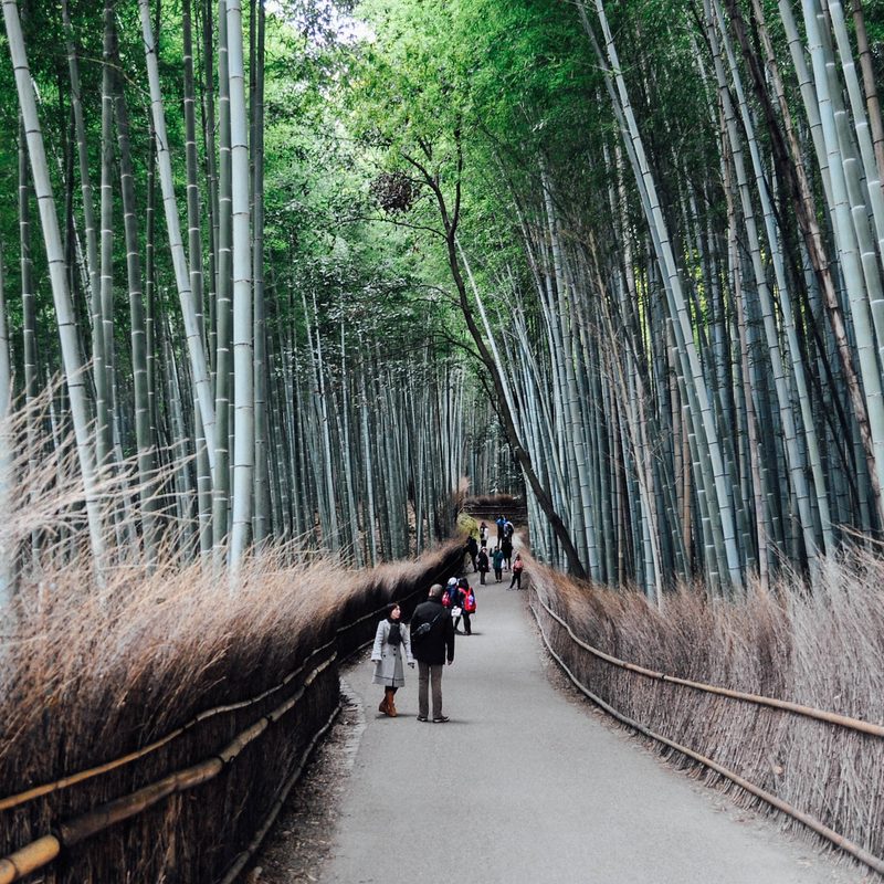 Japan Tourism Could See a Boost Thanks to One Bamboo Plant - The Manual