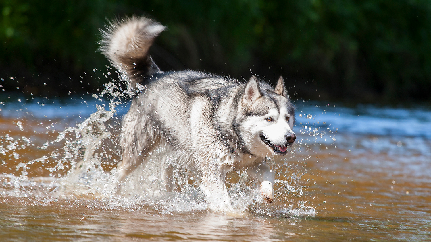 The 10 Best Adventure Dog Breeds for the Active Outdoorsman - The Manual