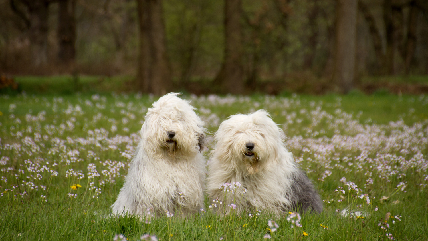 The 10 Best Adventure Dog Breeds for the Active Outdoorsman - The Manual