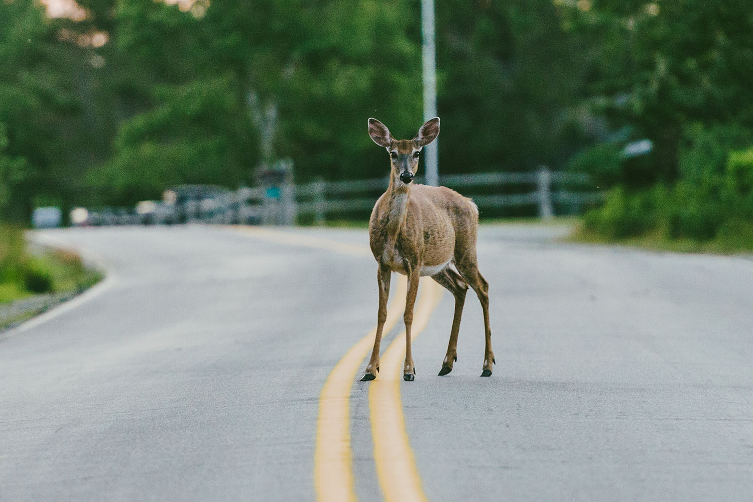 What to Know Before You Harvest Roadkill for Cooking - The Manual