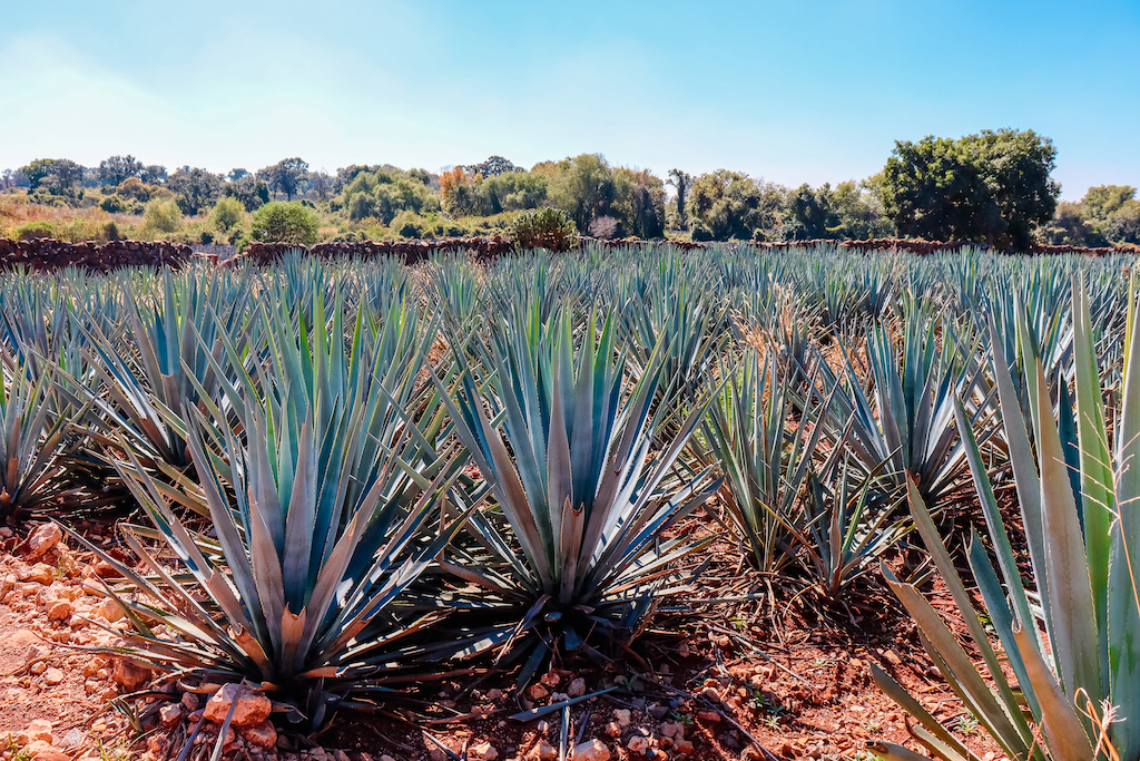 Our Guide to Tasting Tequila Like a Pro - The Manual