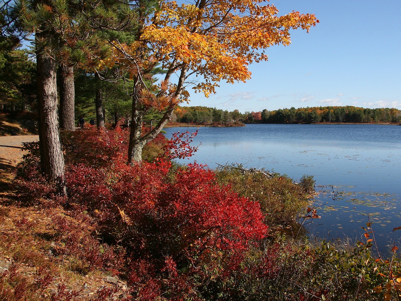How to See Peak Fall Foliage in Acadia National Park: Dates, Trails ...
